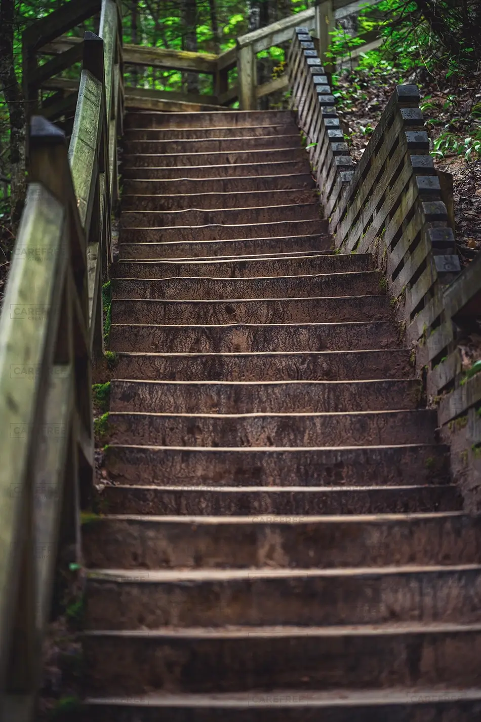 Sable Falls Wooden Steps Through Lush Forest