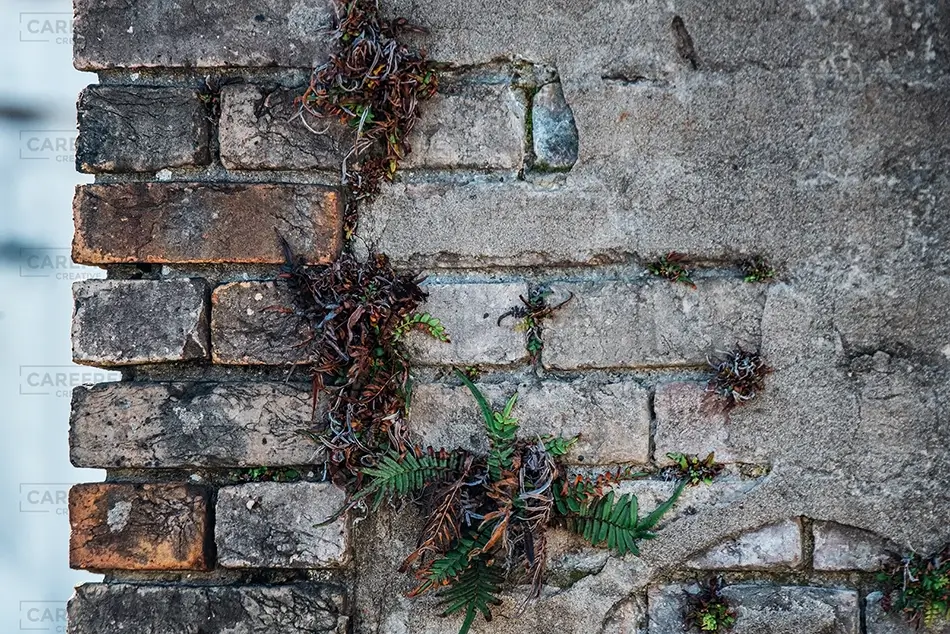 St Louis Cemetery No 1 Brick Wall Plants