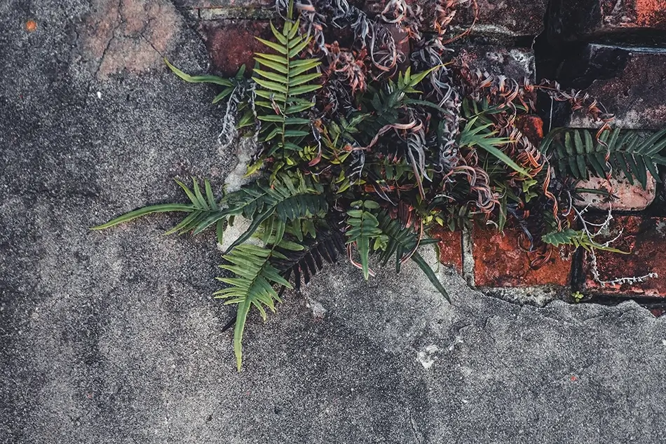 St Louis Cemetery Overgrown Ferns in Brick